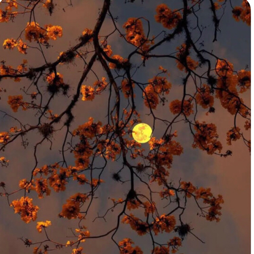 芒果不黄吖 