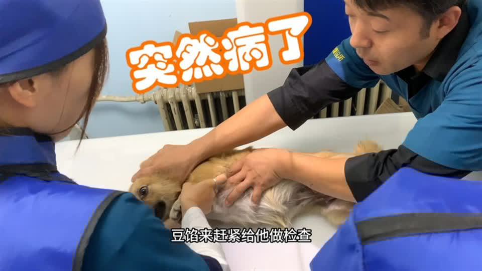 土狗中毒了,铲屎官赶紧送去宠物医院急救