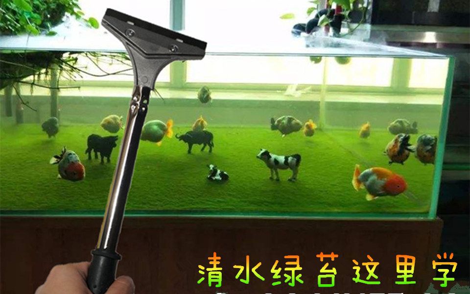 兰寿缸的绿毯、绿苔、绿水,清水缸培养技术讲解,别再被那些乱七八糟...