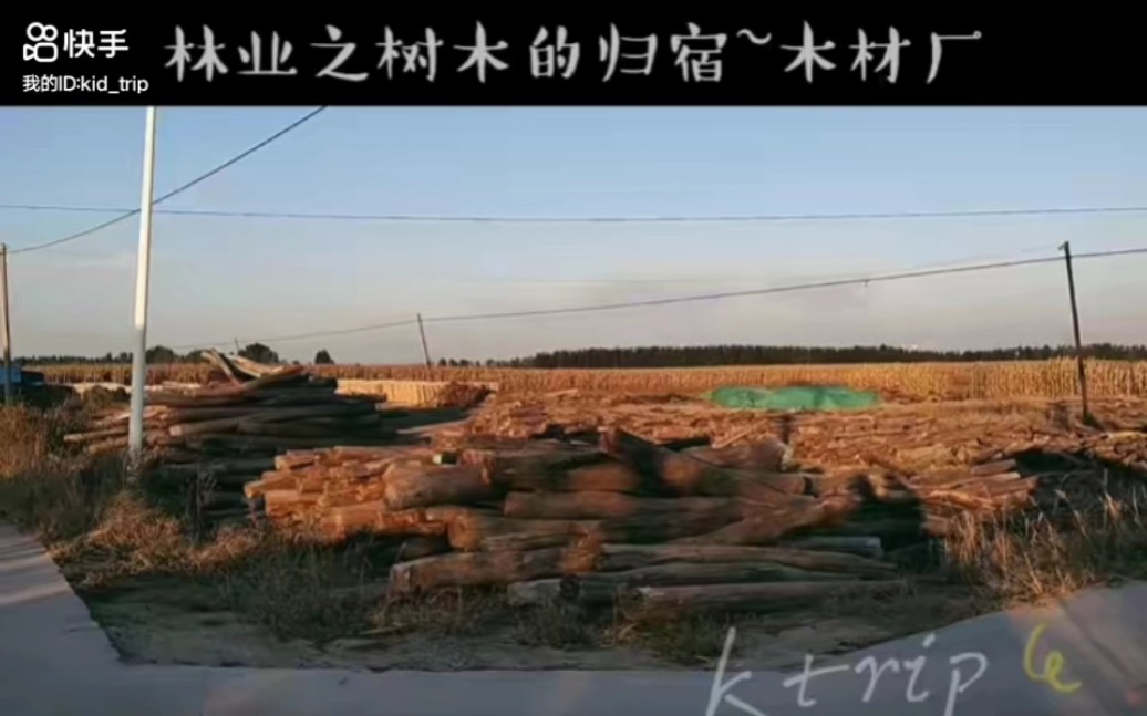 关于林业,被砍下的树木都去到哪儿了呢?都做什么用了呢?我们今天线...