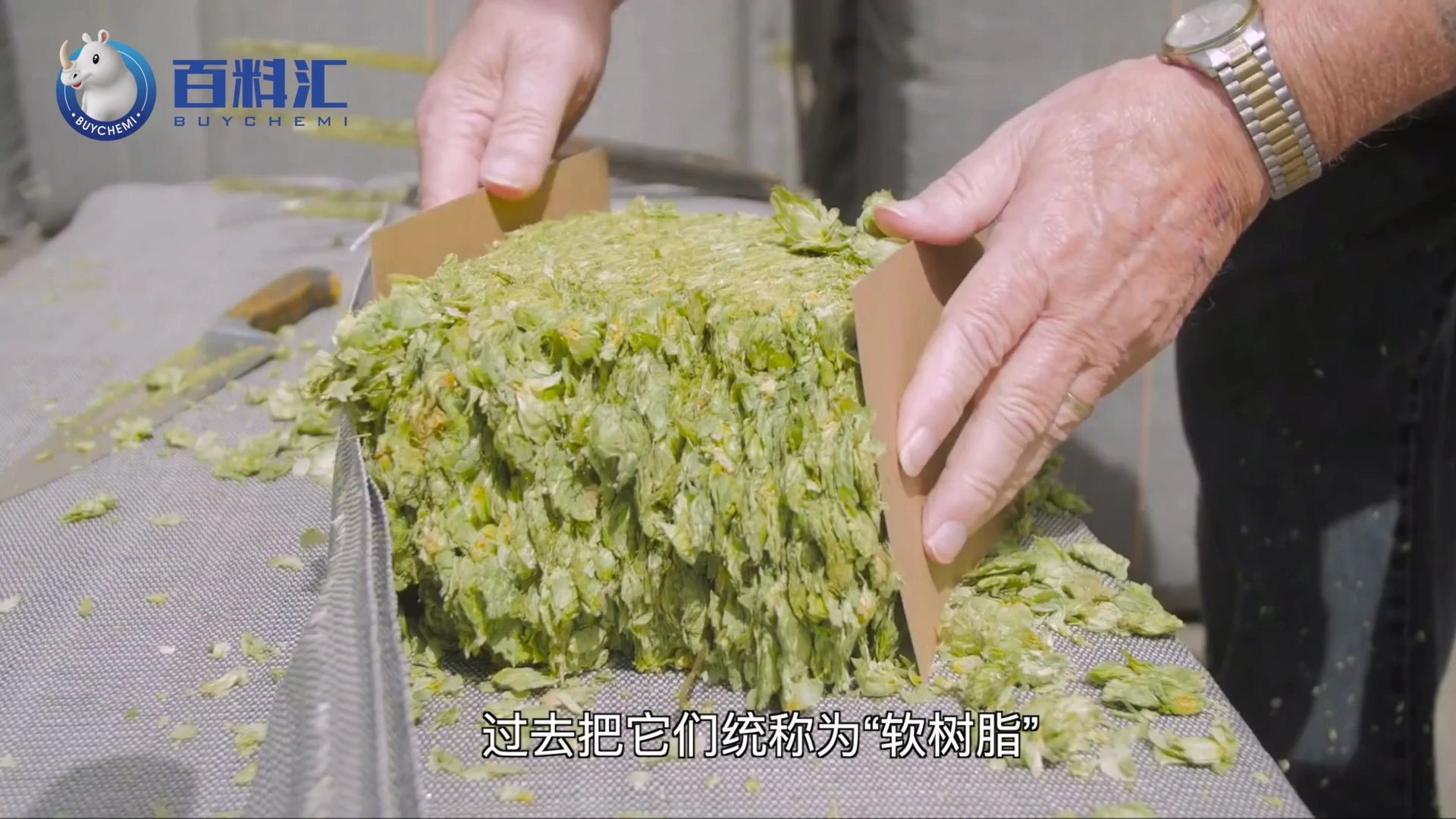 “啤酒灵魂”——酒花,三种物质成就了啤酒