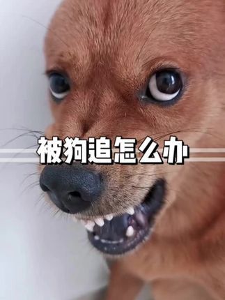 如果不小心被狗追着咬,该如何自救?
