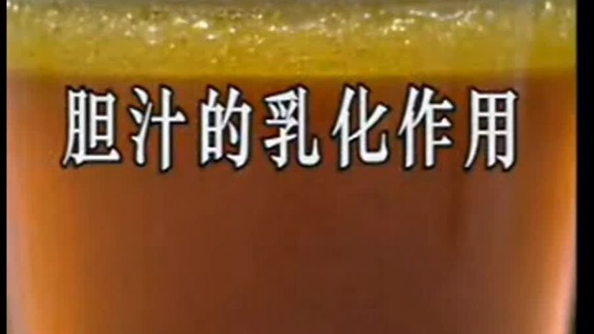 胆汁的乳化作用#七下生物#消化系统组成 #学科网