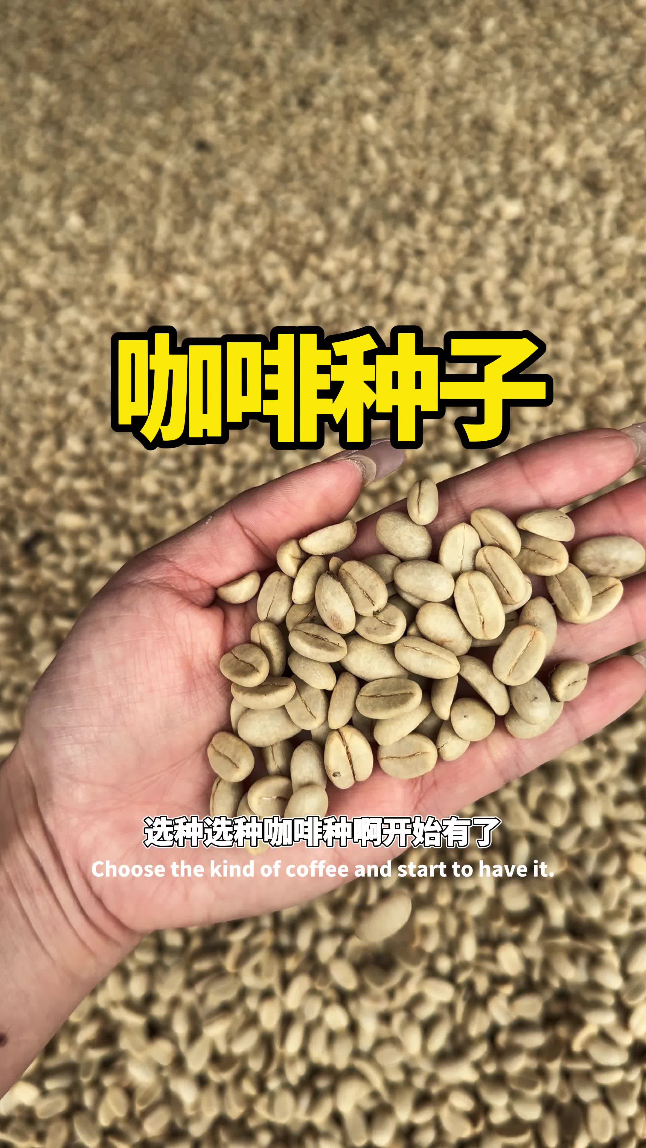 咖啡种植 咖啡种子 红顶瑰夏 #原创视频 #三农 #记录真实生活 #日常...