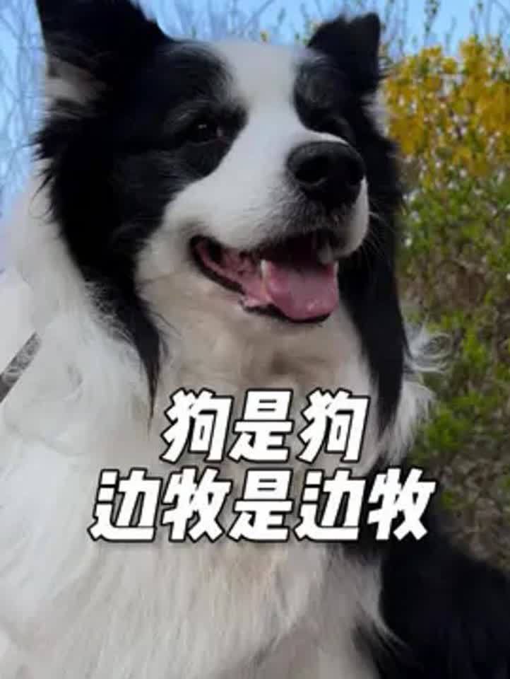 狗是狗边牧是边牧 所以养狗千万不要养边牧