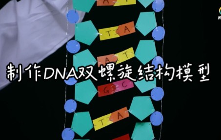 【实验视频】制作DNA双螺旋结构模型(必修2)
