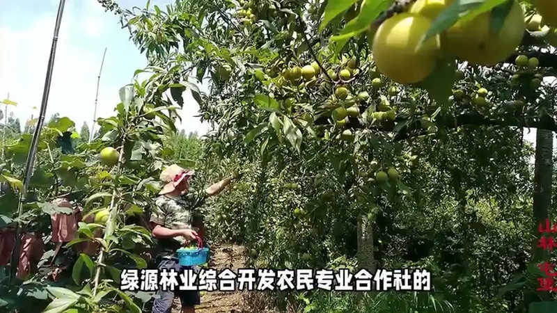 徽县绿源林业被认定为绿色食品