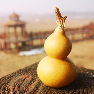 茶禅苑 