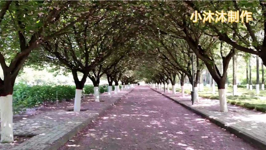 【第二集】到达西北农林科技大学,这个学校校园的还挺美的