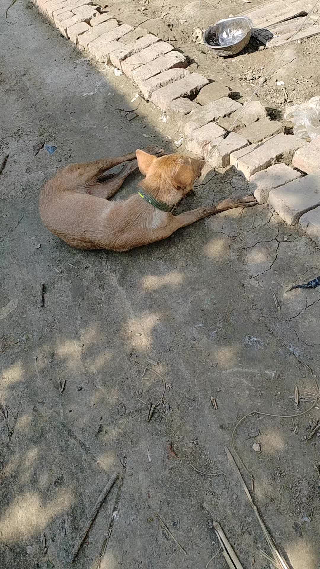 #狗中毒了,不知道能活不能