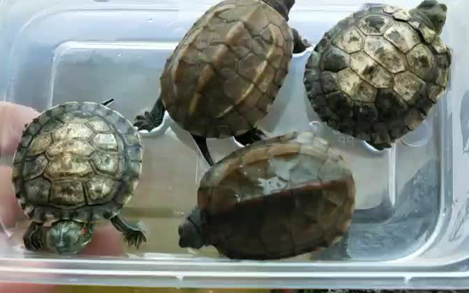 小乌龟完整的换水过程