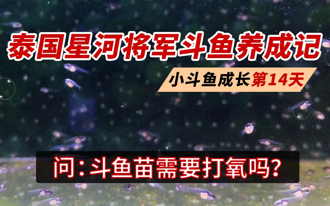 养斗鱼苗需要打氧吗?泰国斗鱼带苗记录:斗鱼苗成长第14天