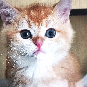 金宝的乐多奶茶 