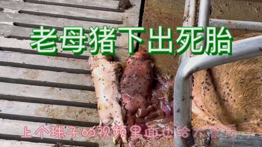 老母猪为何频频下出死胎,这次老母猪又赔了,养猪太难了