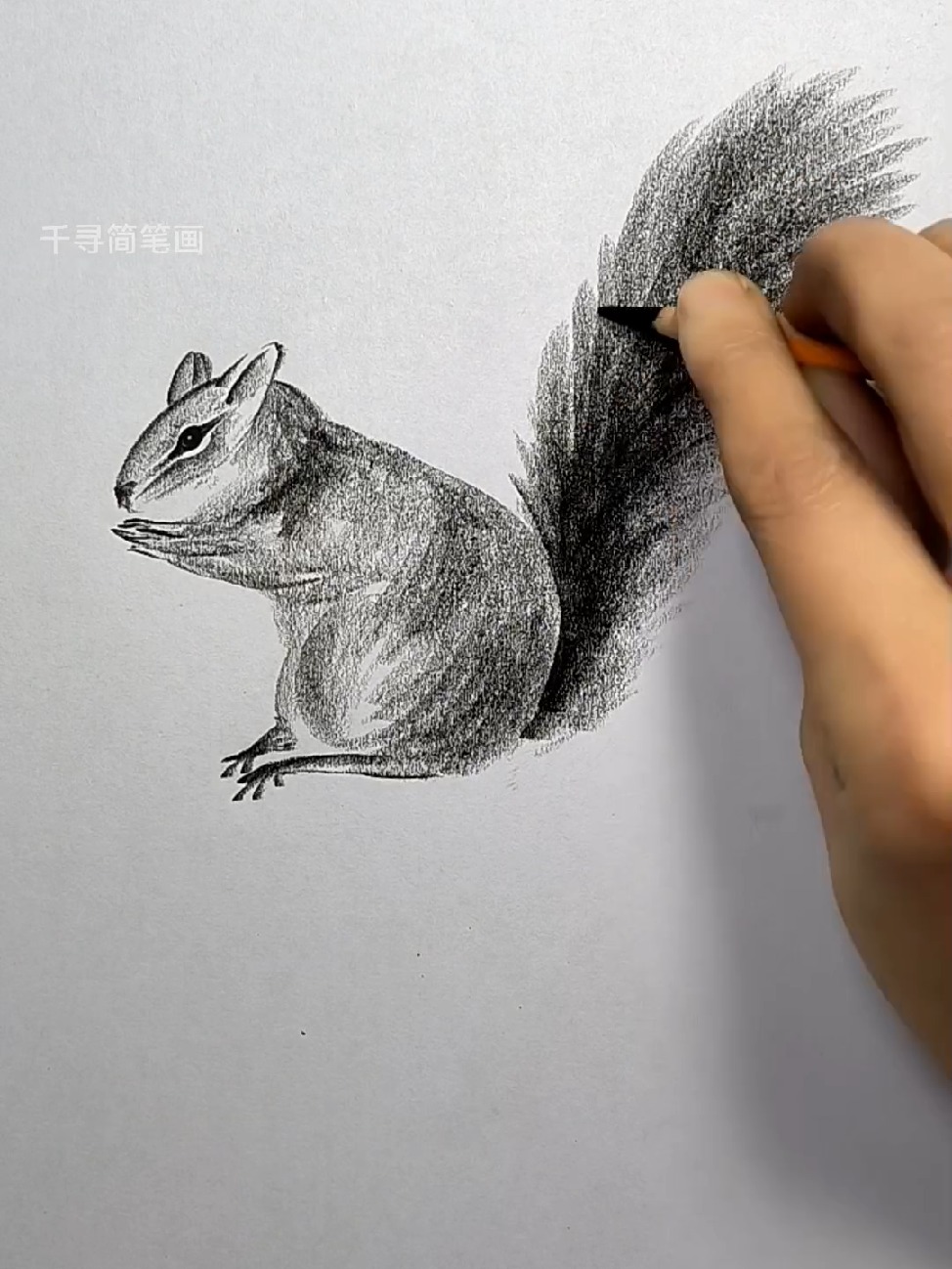 简单几笔涂一只可爱小松鼠,#炭笔画 #零基础学画画