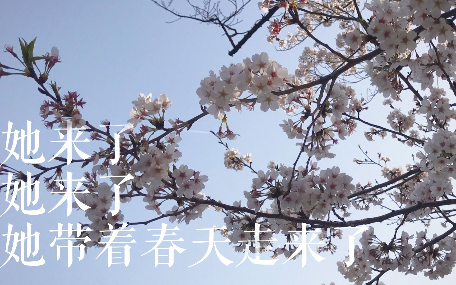 ...云赏花!点击收获樱花季 和我一起在花海里睡去吧,愣着干嘛进来白嫖啊