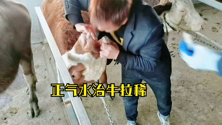 小伙养牛发现一头牛拉稀,用自己以前拉稀的办法治疗,能管用吗?