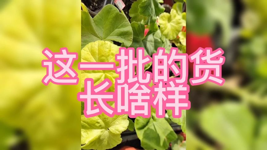 不会做电商学着上架商品,上架前被花友打包,没剩多少了