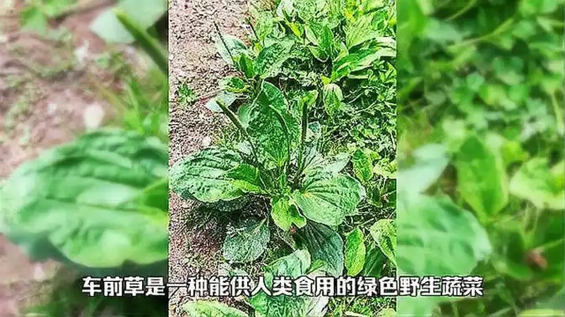 车前草怎么煮水喝 车前草煮水有什么功效