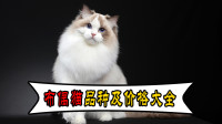 布偶猫品种及价格大全!