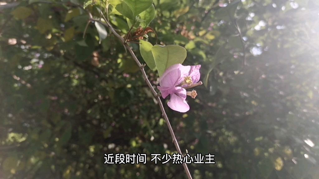 业委会的法定职责