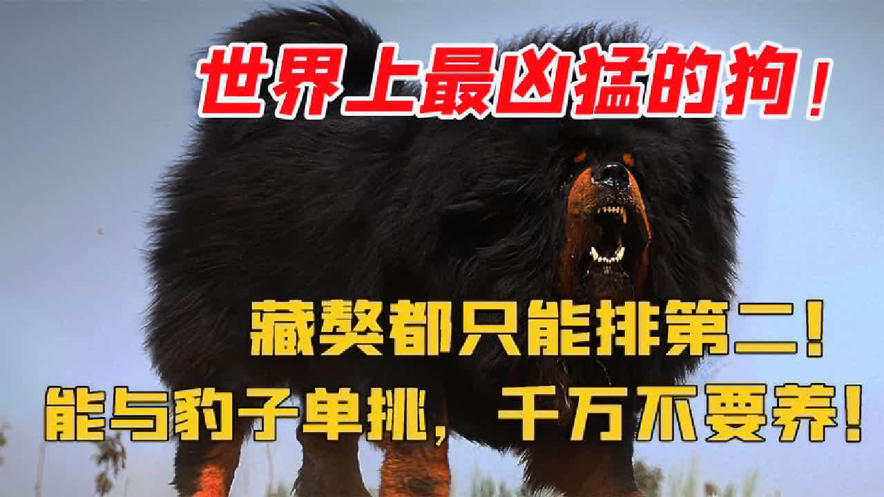 盘点世界上最凶猛的十种狗:第一名敢单挑美洲豹!看到赶紧跑!
