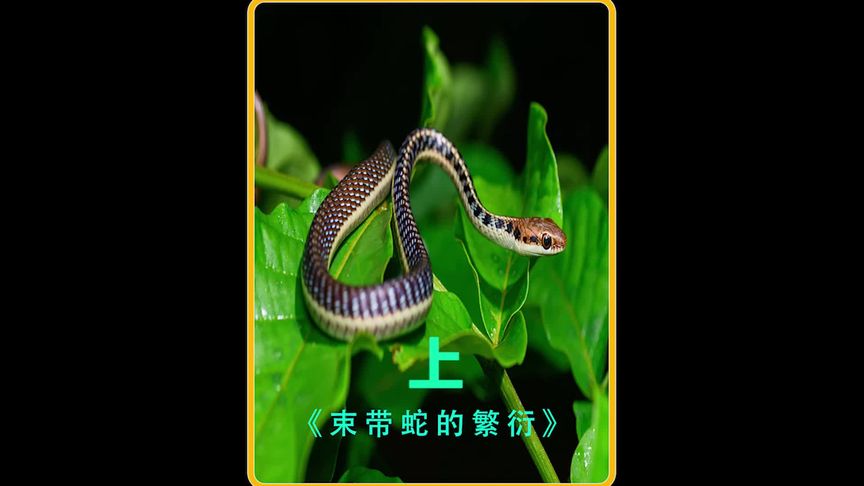 #爬行动物 #蛇ߐ�#毒蛇 #束带蛇 #微观世界