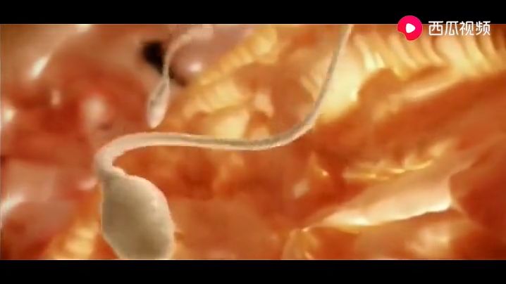 女性怀孕过程详细解读,胎儿发育过程动画解析