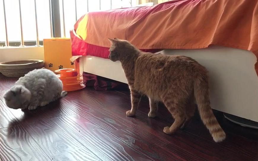 【刺猬猫】C位出道争夺战第一场