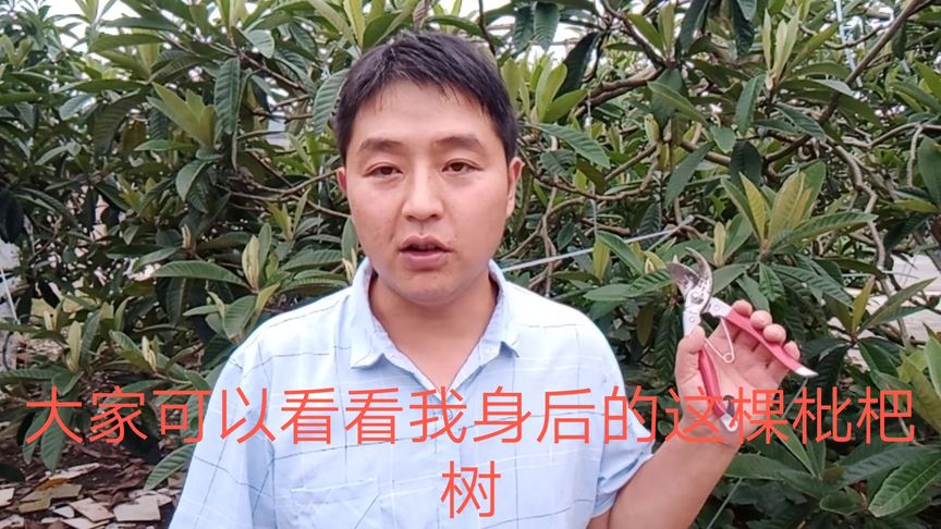 四川种植技术员，秋季枇杷树修剪做到这三点，开花才会结出好果实