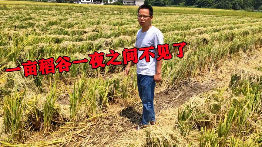 整整1亩稻谷就快成熟了,不料一夜之间全没了,这是怎么回事?