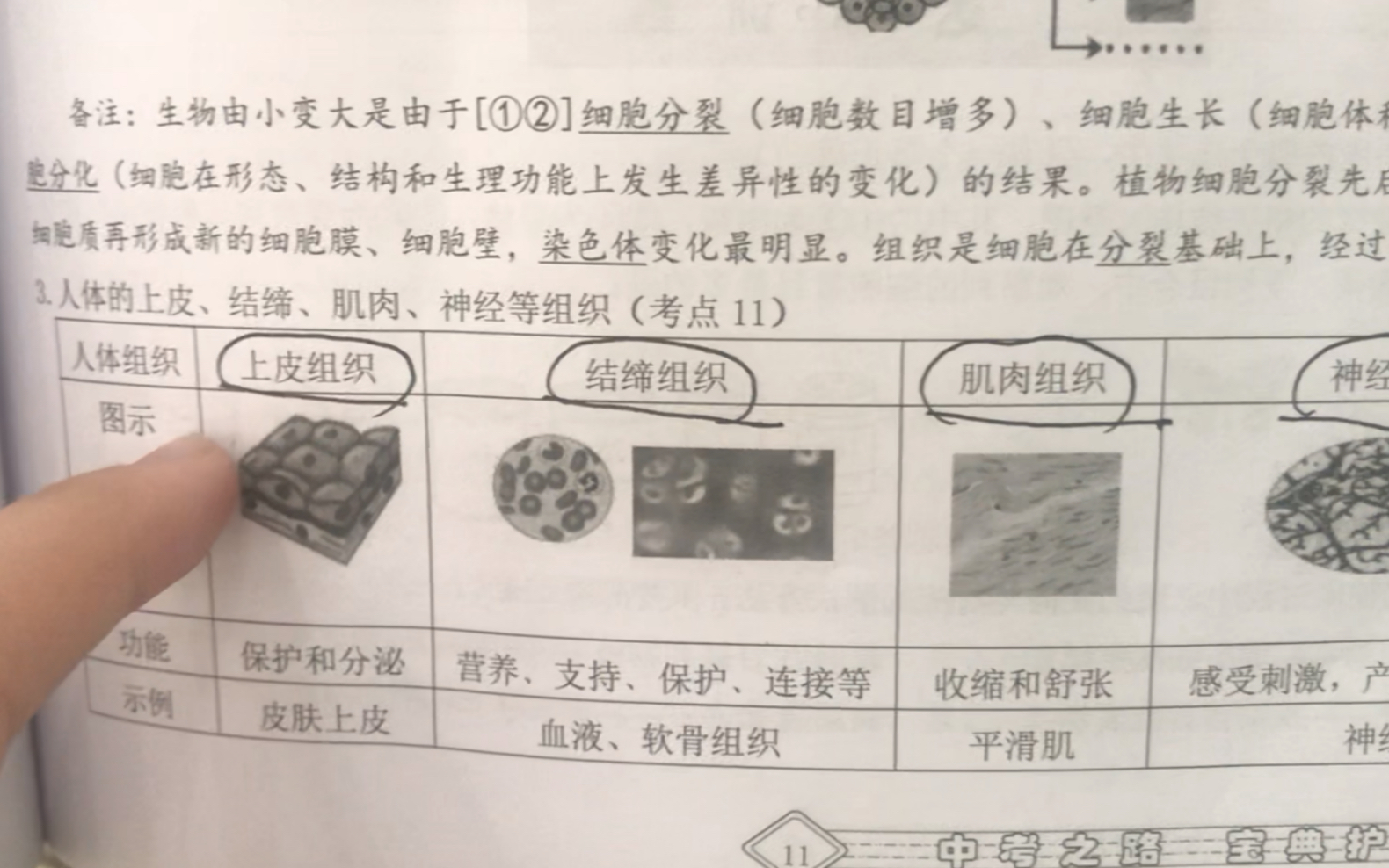 [中考生物]大复习2--人体细胞的分化(四种组织)