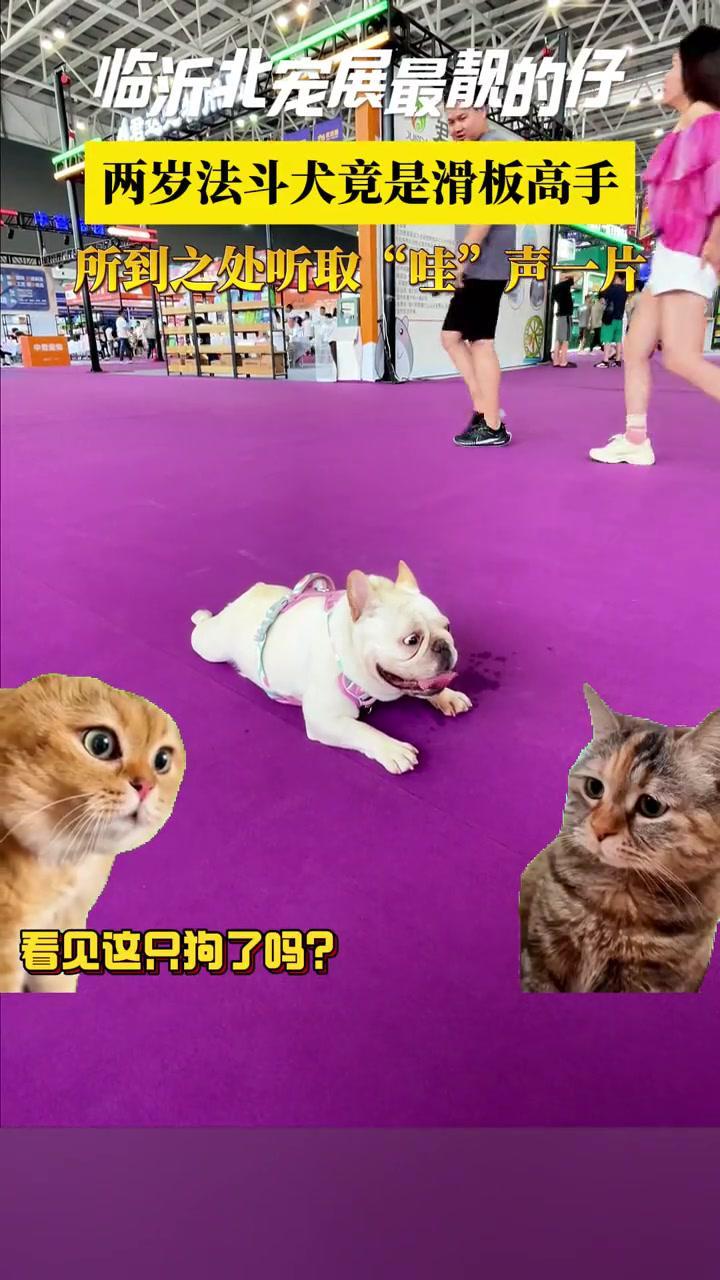#临沂#北宠展最靓的仔--法斗犬Pig!两岁的它不仅能轻松驾驭#滑板,...