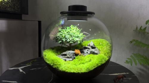 ...高级懒人养护高端桌面景观一化设计真植物造景还可养小动物的生态缸