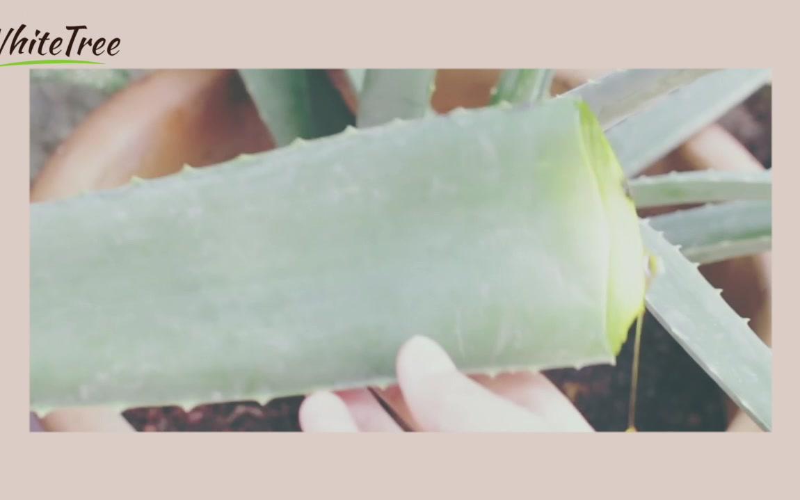 如何DIY新鲜芦荟胶