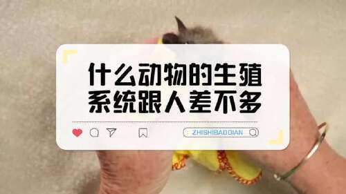 人类生殖系统竟与它高度相似?揭秘动物界的"近亲"之谜
