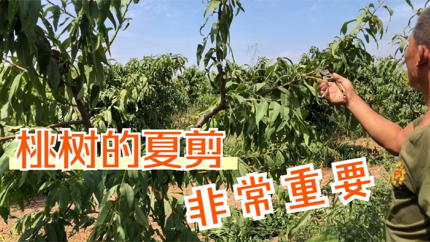 桃树的最后一次夏管,对来年丰产打好基础,结果枝花牙更好的生长