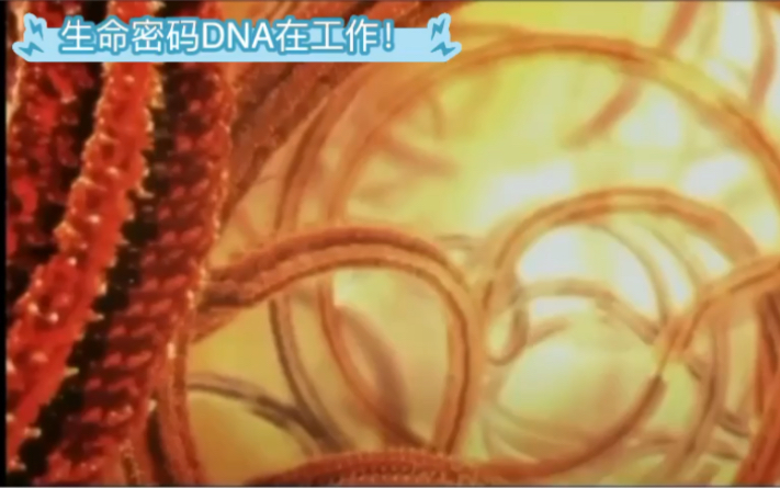 神奇的DNA由一个个基因组成,每个基因都负责复制出特定蛋白质,如果...
