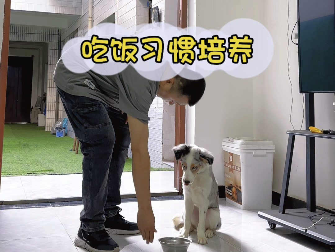 培养狗狗吃饭安静习惯