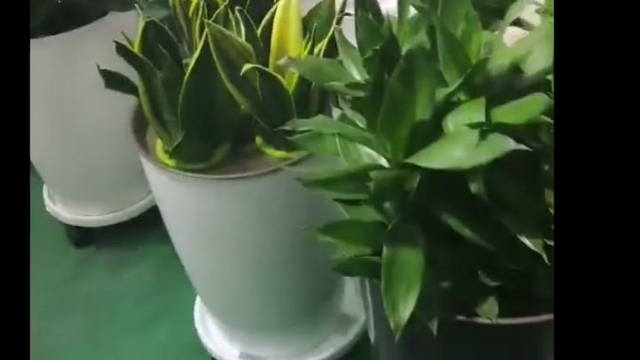 这样的无土栽培花卉,你见过吗?