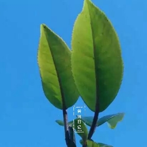 茶中布衣 