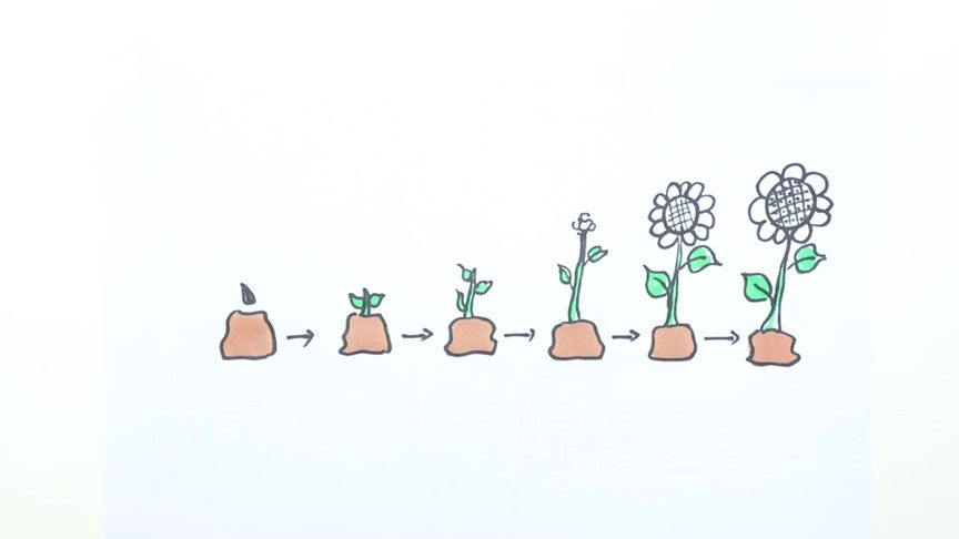 向日葵的生长阶段怎么画