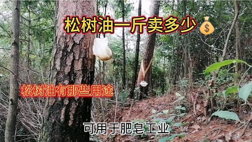 松树油大家都认识,松树油又有什么用途呢?看完你就知道