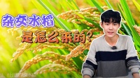 你知道什么是杂交水稻?它又是怎么来的呢?