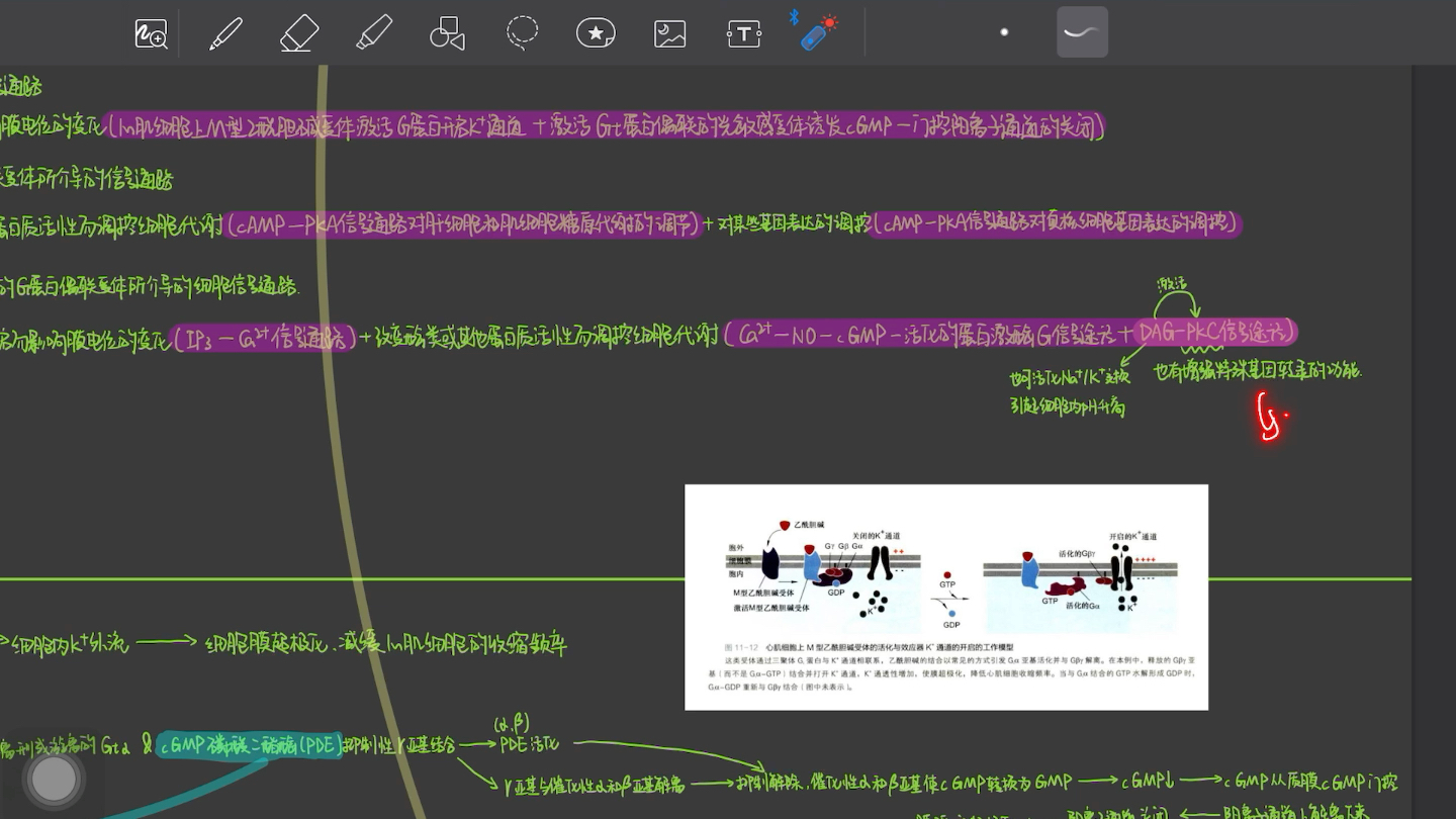 /细胞生物学第五版/细胞信号转导/G蛋白偶联受体/离子通道蛋白/自用复盘