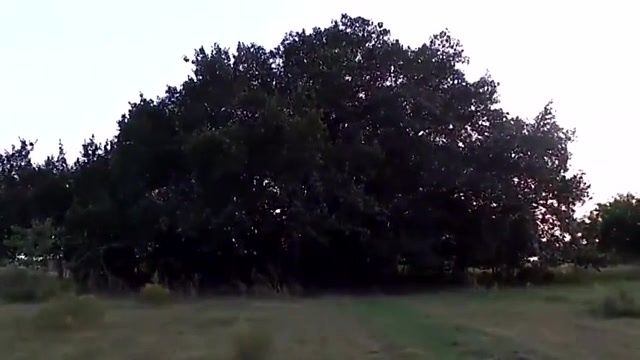 奇趣新闻:250岁超级榕树独木成林