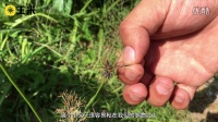 一点植物学[0段139集]鬼针草
