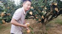 又是一年梨熟时, 这么好吃的梨子你一定没吃过!
