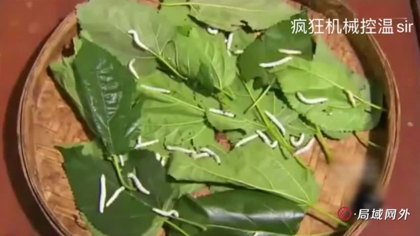 蚕茧是如何抽丝并制成丝绸的,这个视频解开我多年的疑惑