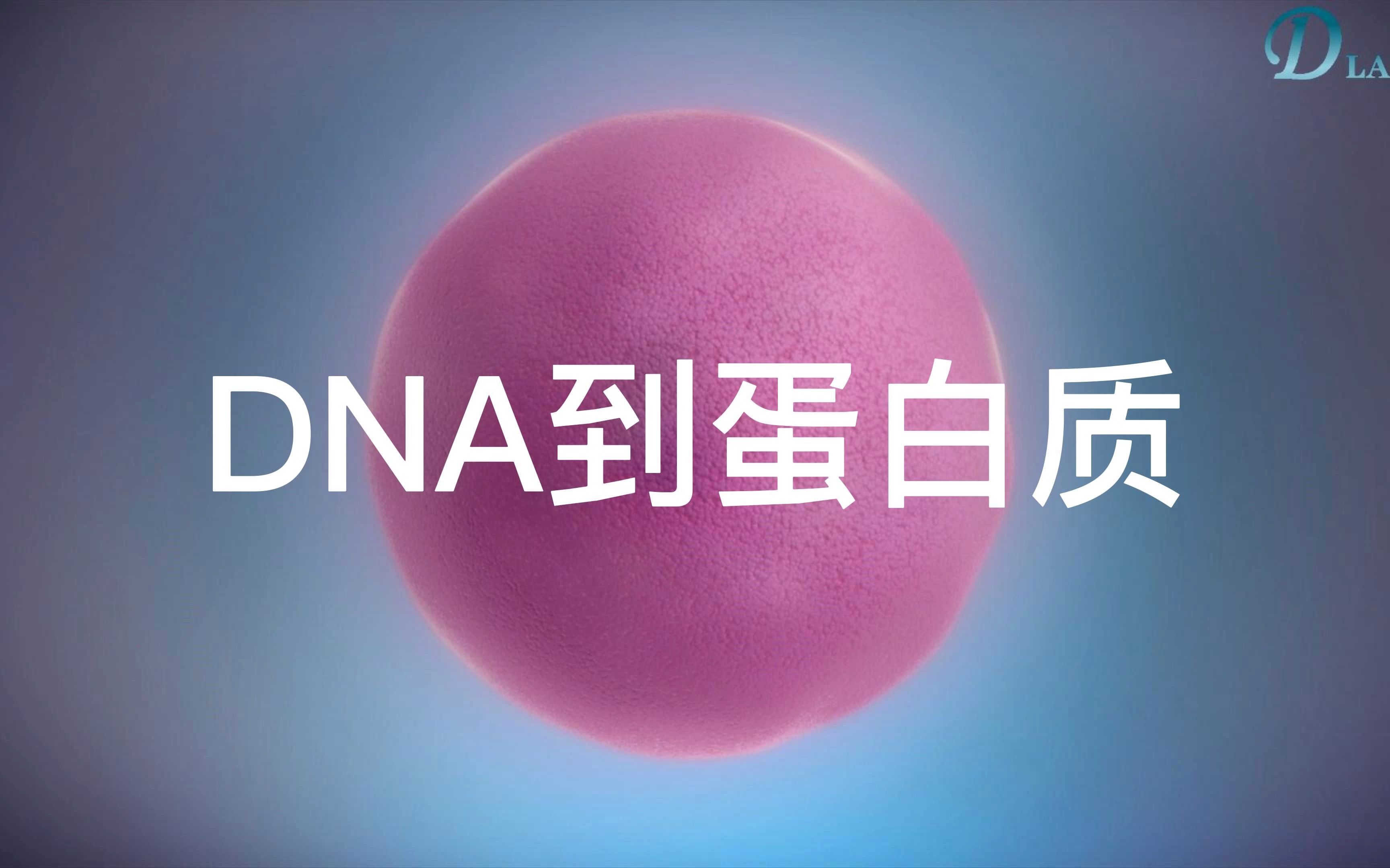 3D动画:从DNA到蛋白质(中英字幕)